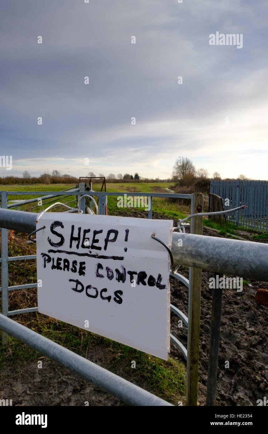 Makeshift warning sign on a farm gate, warning dog owners as sheep are ...