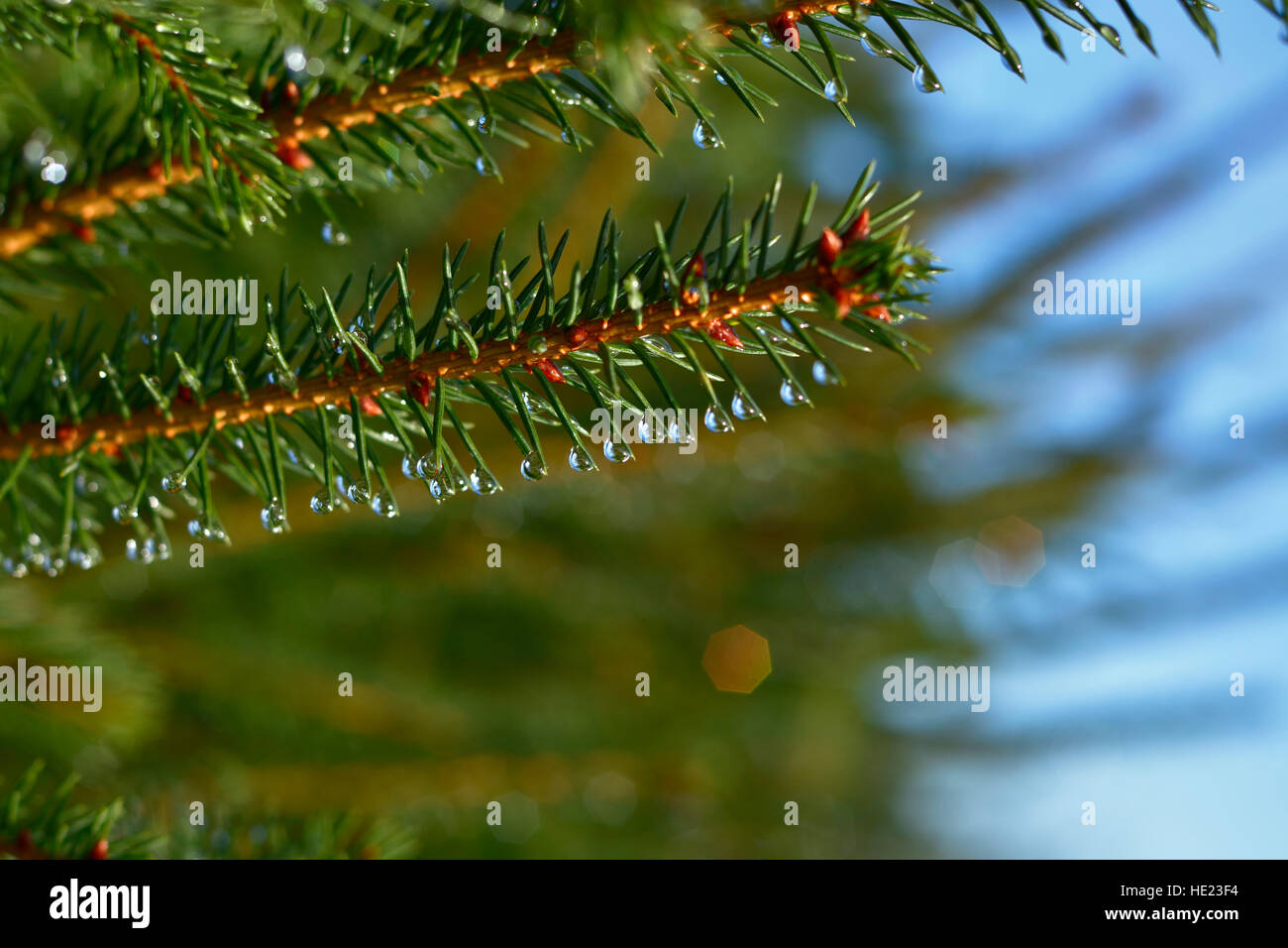 Tenterhooks hi-res stock photography and images - Alamy