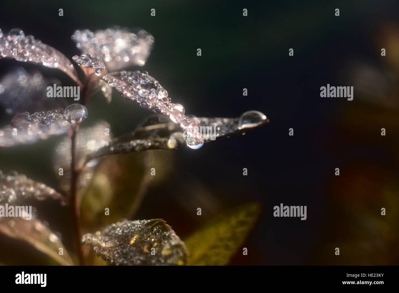 reflections of the sun in a drop of water Stock Photo - Alamy