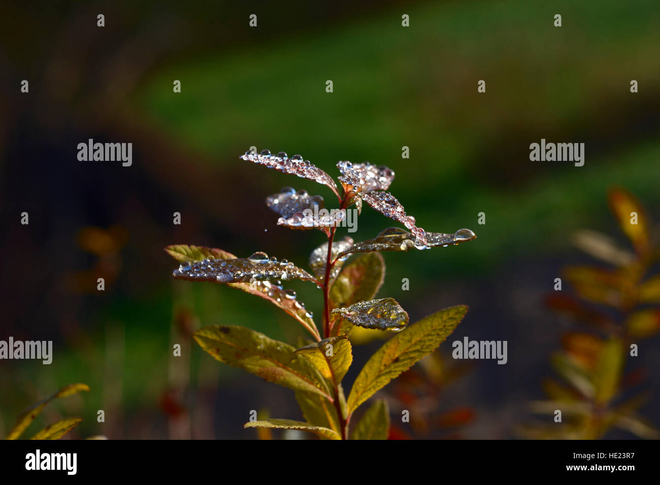 reflections of the sun in a drop of water Stock Photo - Alamy