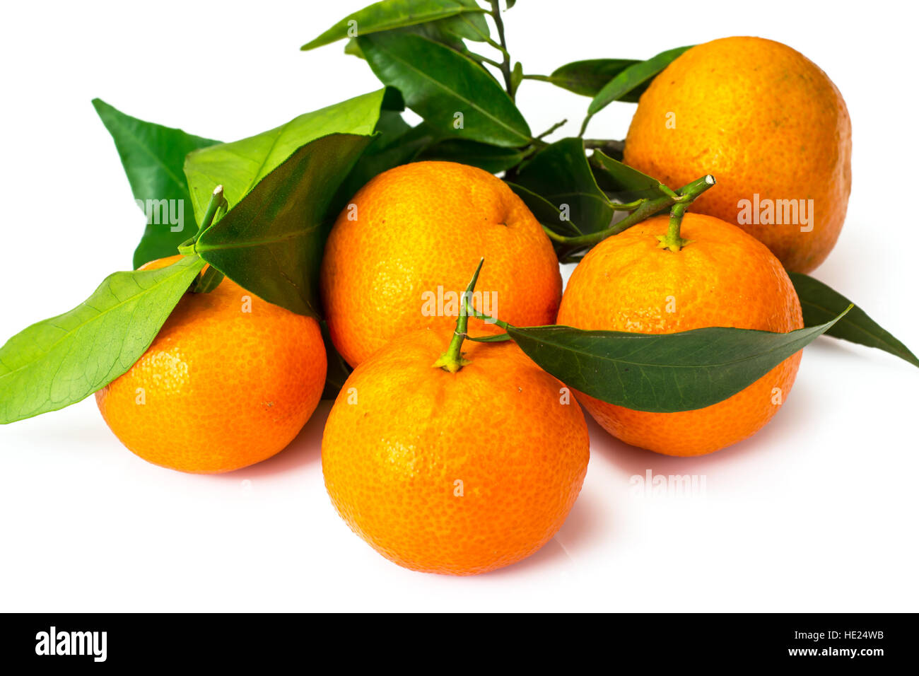 Mandarins on the branches on a white background Stock Photo - Alamy