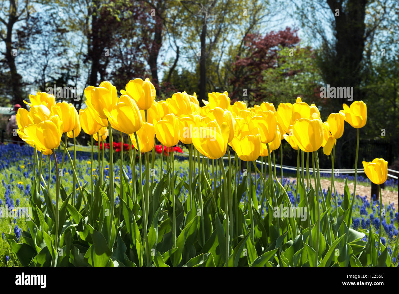 Yellow tulips blooming in spring season in garden at Netherlands Stock ...