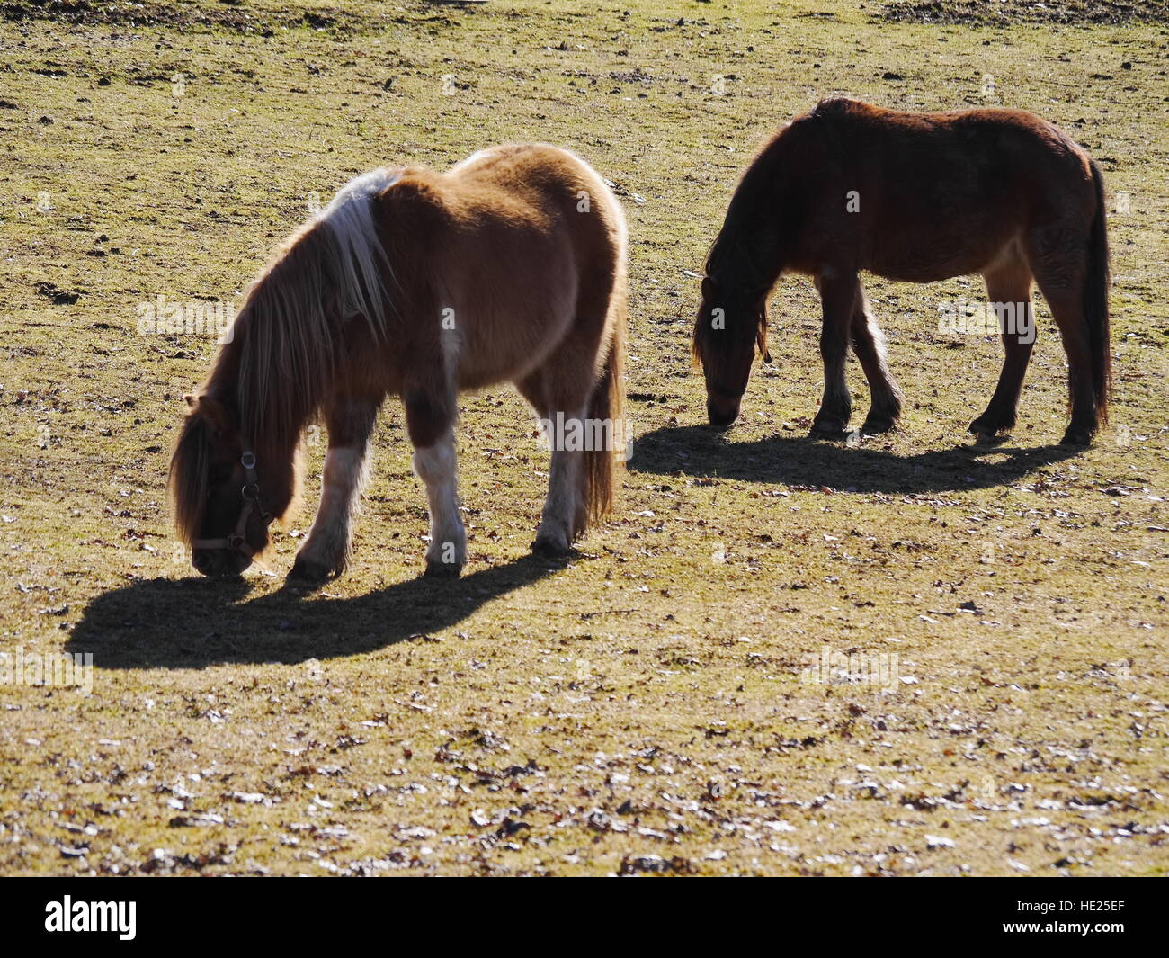 Outdoor pony hi-res stock photography and images - Alamy