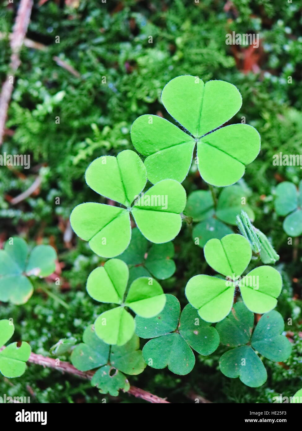 Three leaf clovers Stock Photo - Alamy