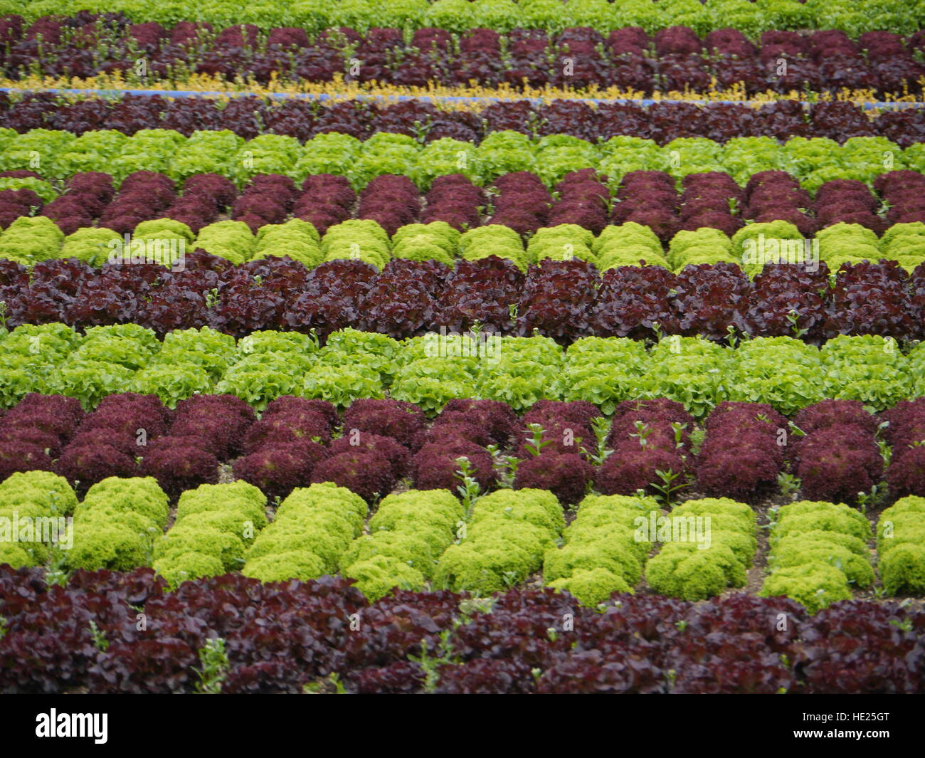 Lettuce garden hi-res stock photography and images - Alamy