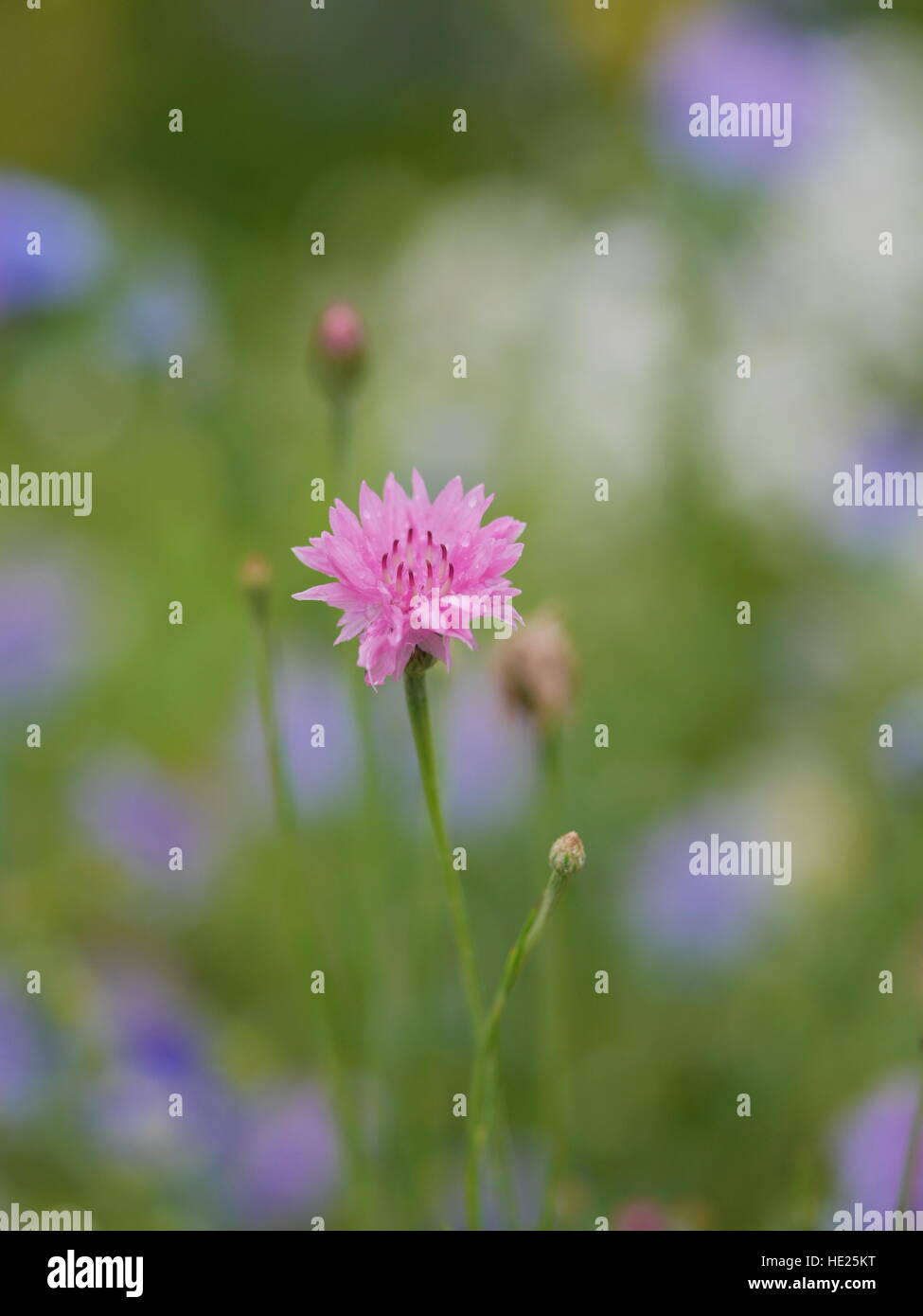 wild spring flowers Stock Photo - Alamy
