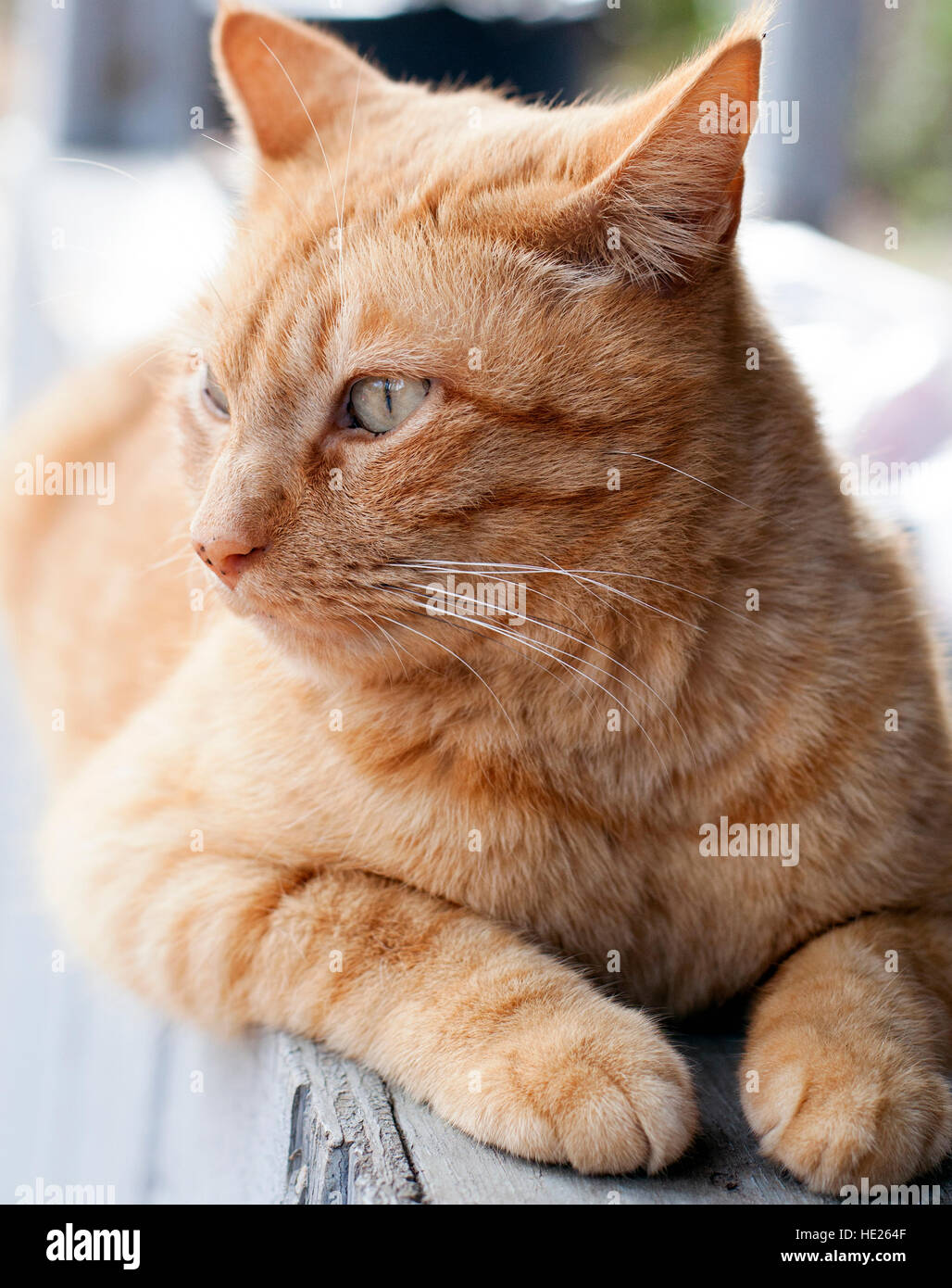 Yellow tabby laying outdoors Stock Photo - Alamy