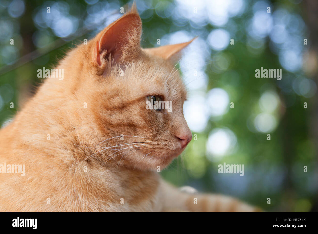 Yellow tabby cat outdoors Stock Photo - Alamy