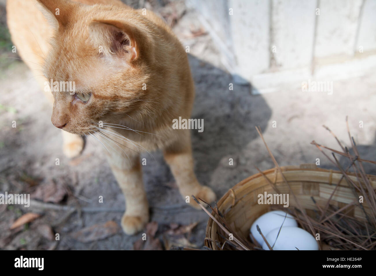 Tabby cat sneaking eggs Stock Photo - Alamy