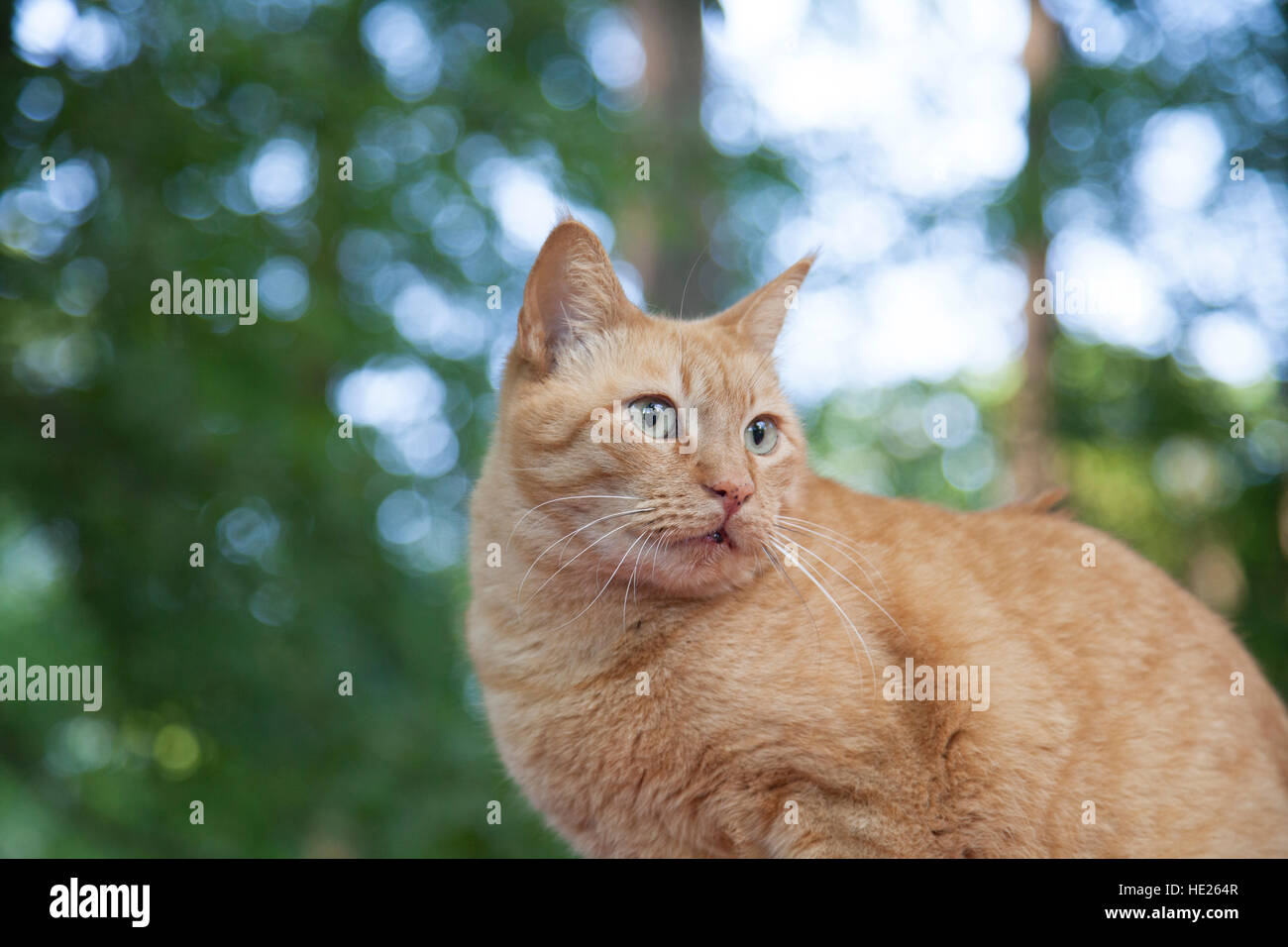 Yellow tabby cat outdoors Stock Photo - Alamy