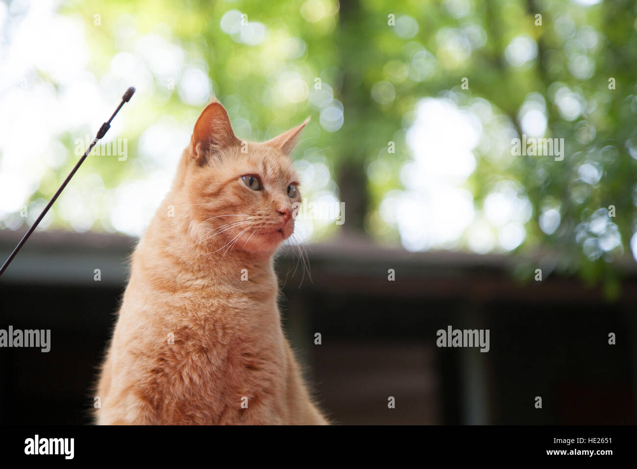 Yellow tabby cat outdoors Stock Photo - Alamy