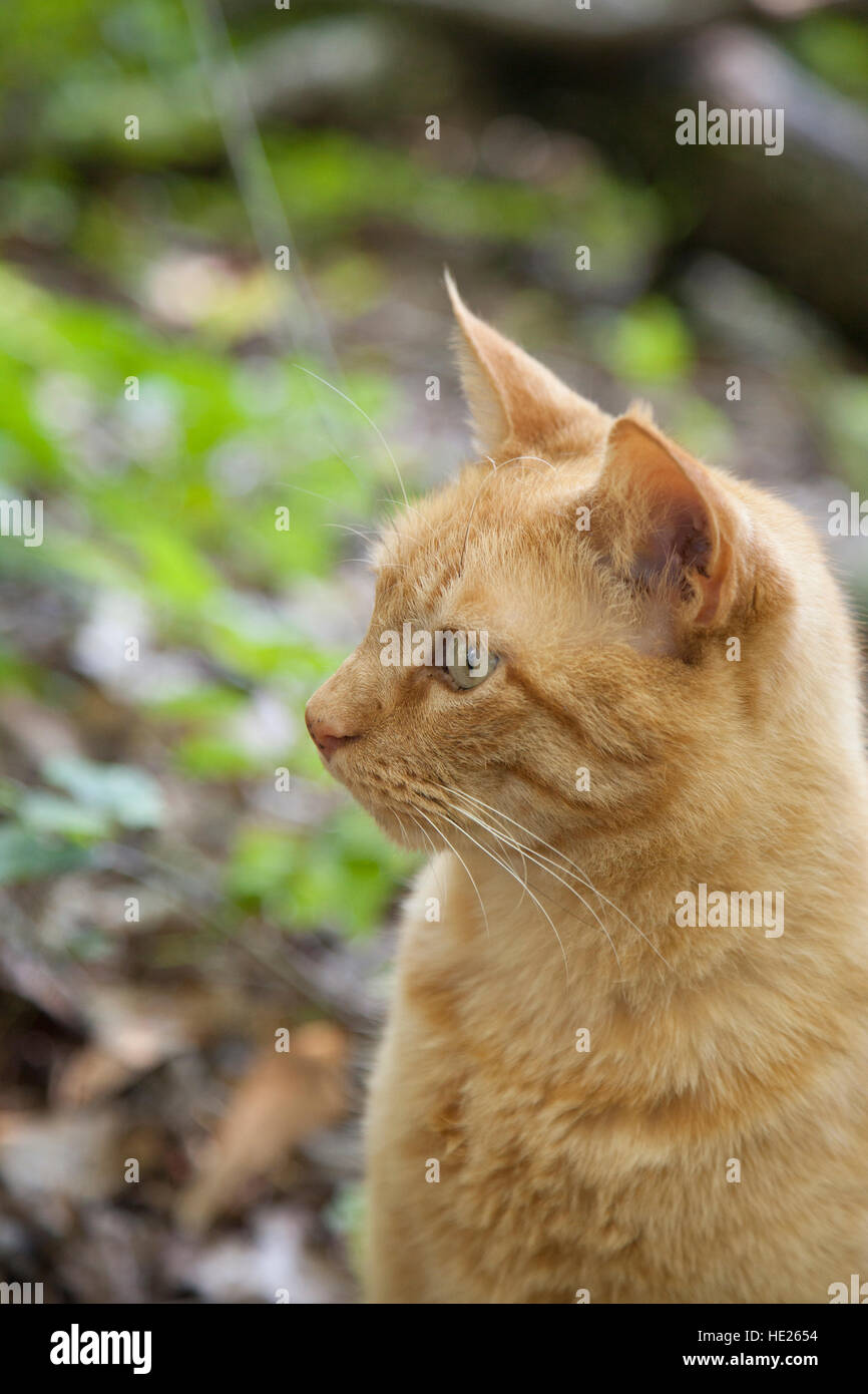 Yellow tabby cat outdoors Stock Photo - Alamy