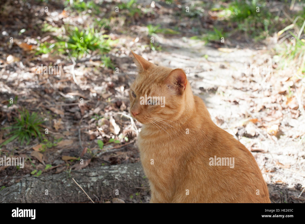 Yellow tabby cat outdoors Stock Photo - Alamy