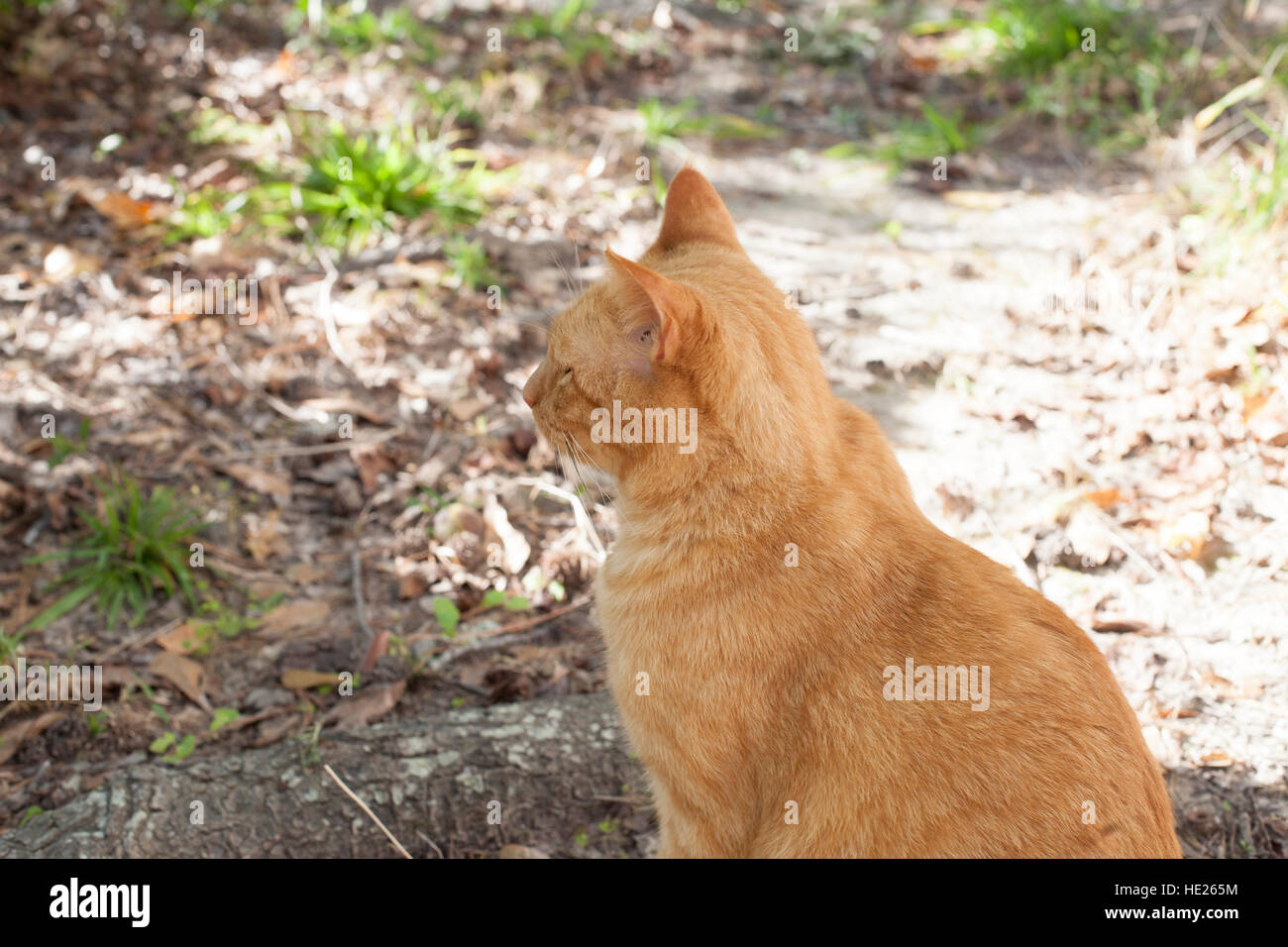 Yellow tabby cat outdoors Stock Photo - Alamy