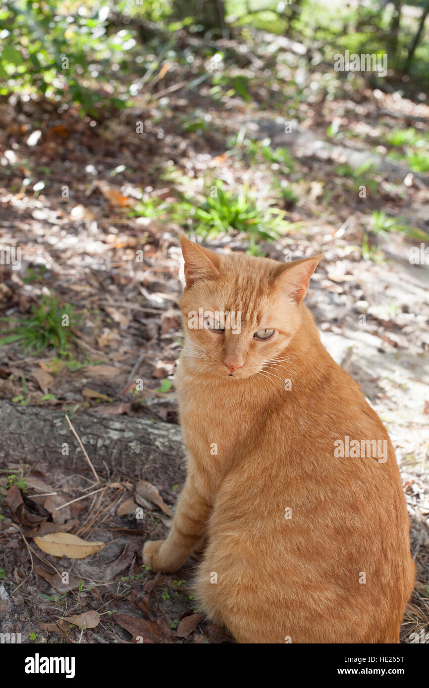Yellow tabby cat outdoors Stock Photo - Alamy