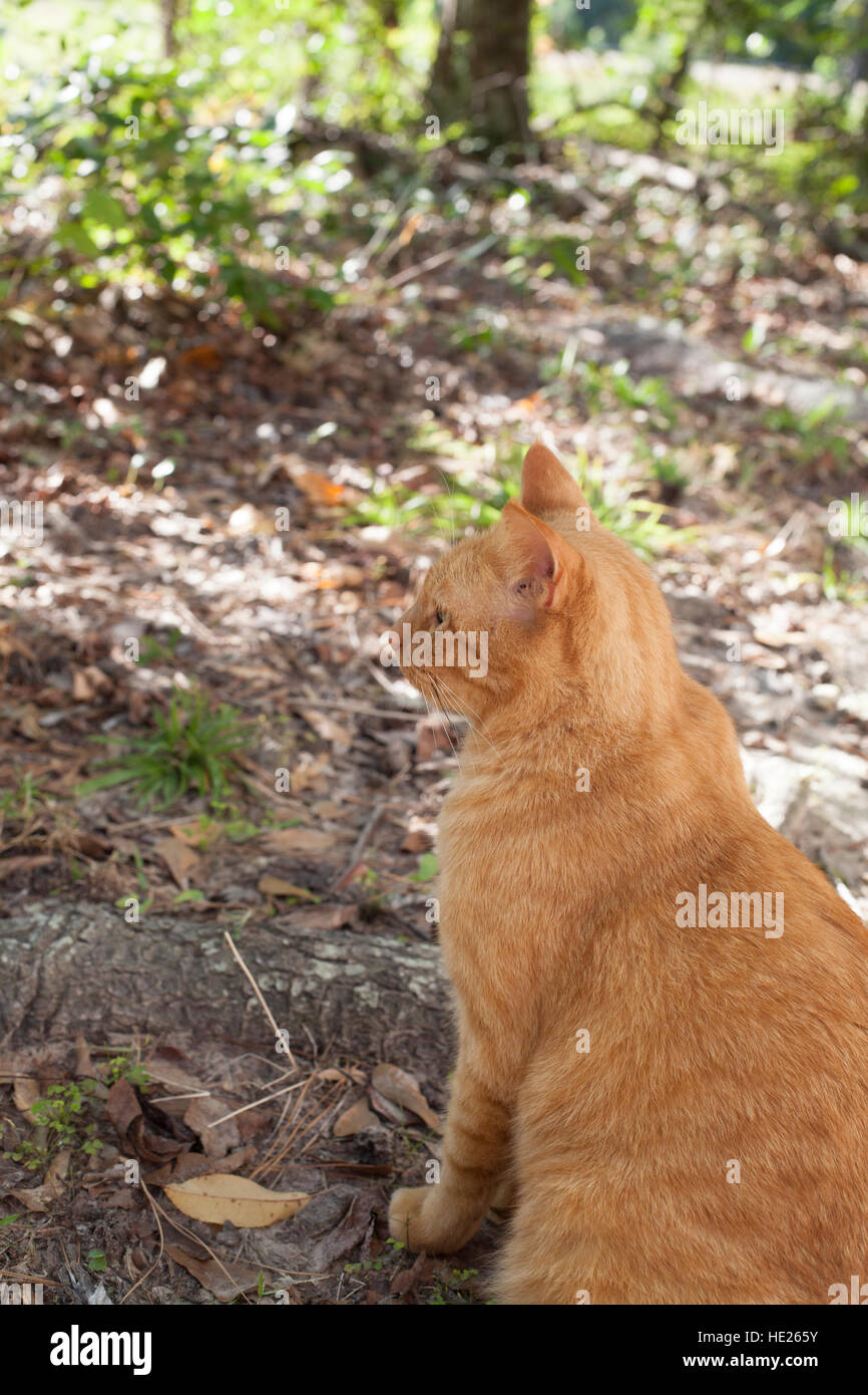 Yellow tabby cat outdoors Stock Photo - Alamy