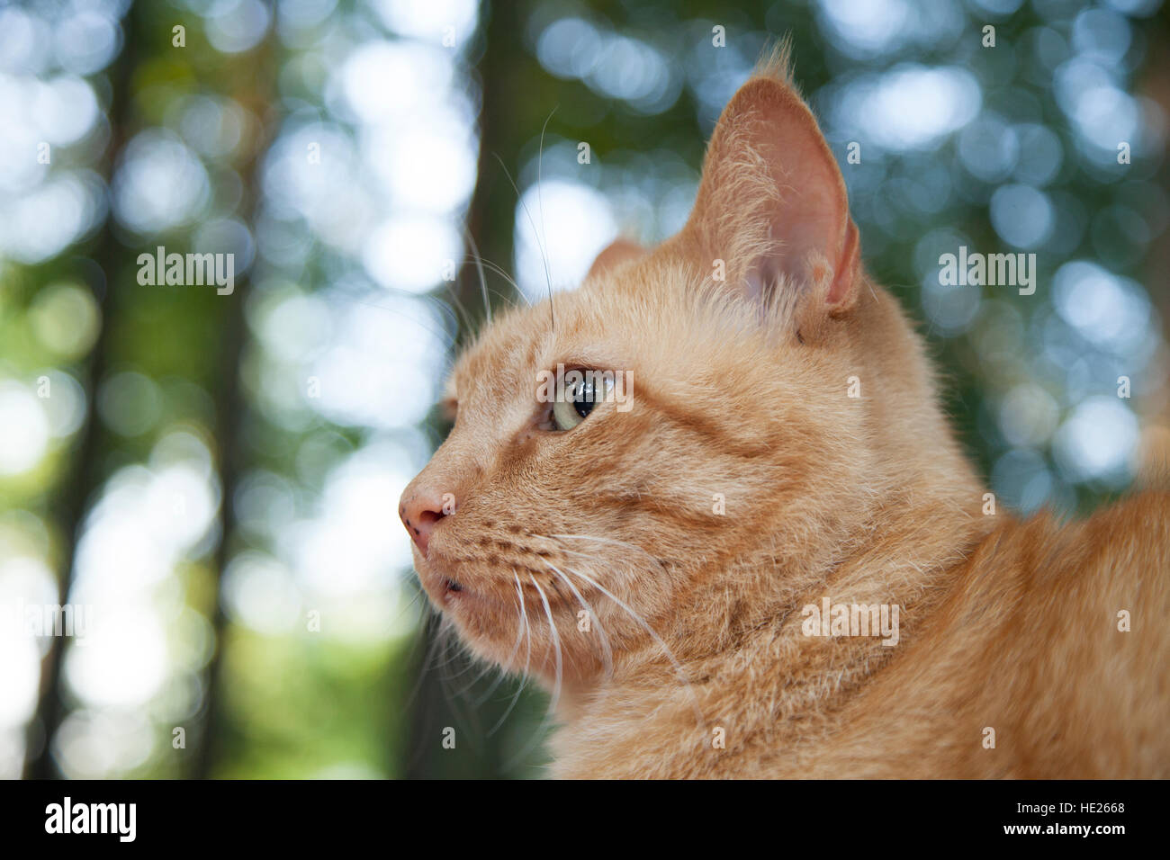 Yellow tabby cat outdoors Stock Photo - Alamy