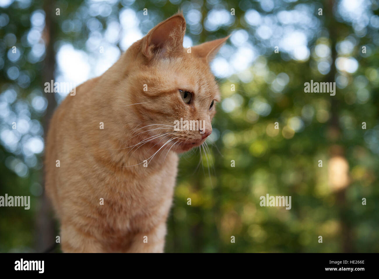 Yellow tabby cat outdoors Stock Photo - Alamy