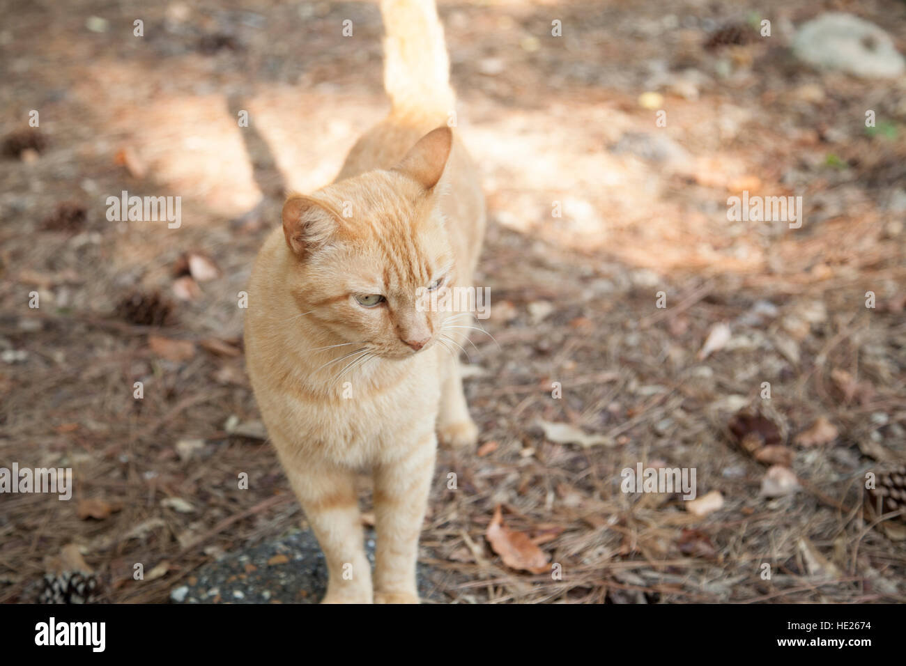 Outside tabby cat Stock Photo - Alamy