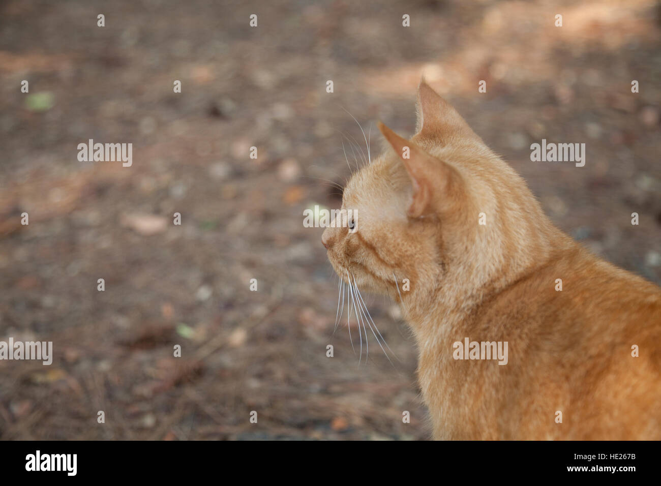 Outside tabby cat Stock Photo - Alamy