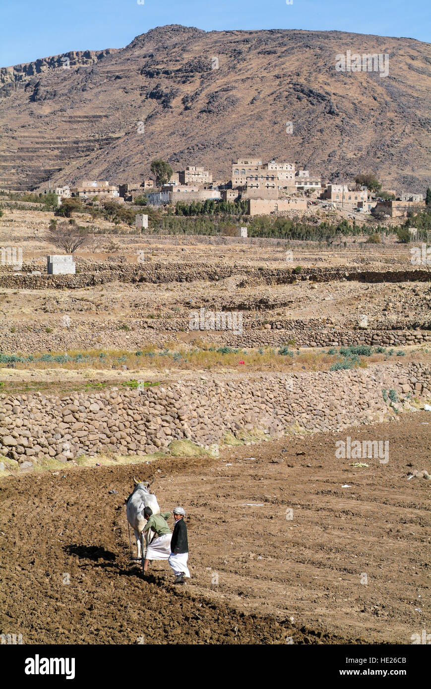 Farming cow ploughing field hi-res stock photography and images - Alamy