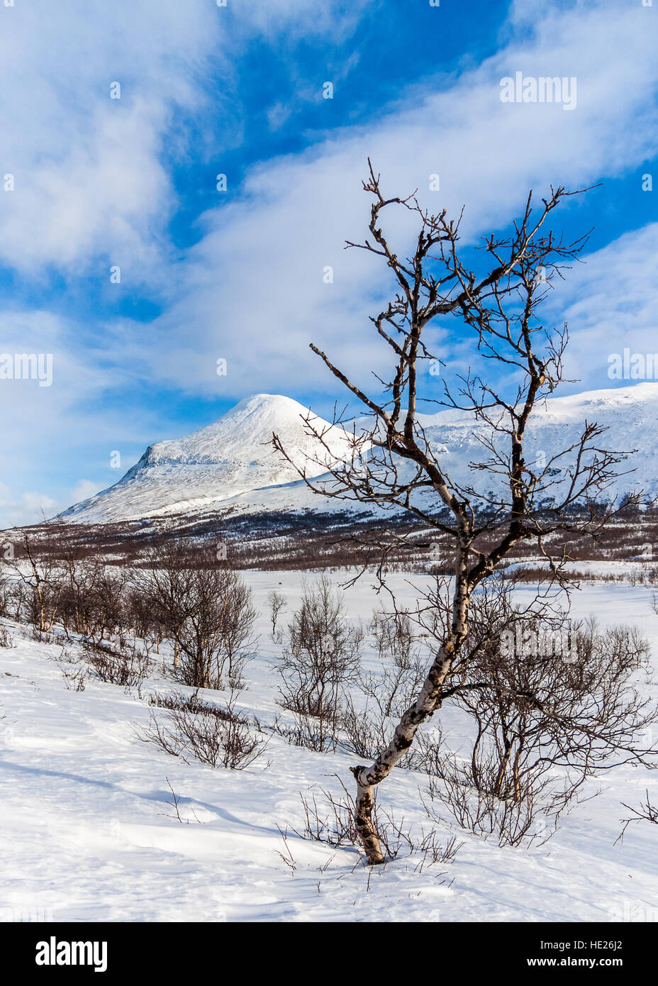 Mountain birch and the Ahkka massif Stock Photo - Alamy