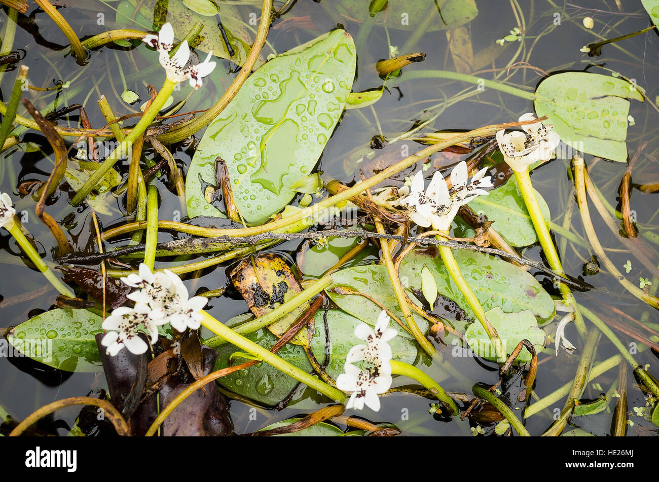 Floating pondweed hi-res stock photography and images - Alamy