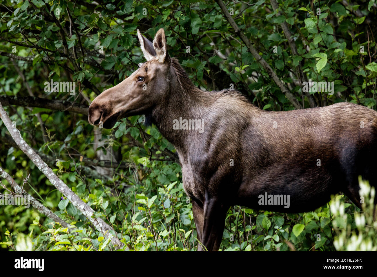Female Moose browsing; female moose about to charge photographer Stock ...