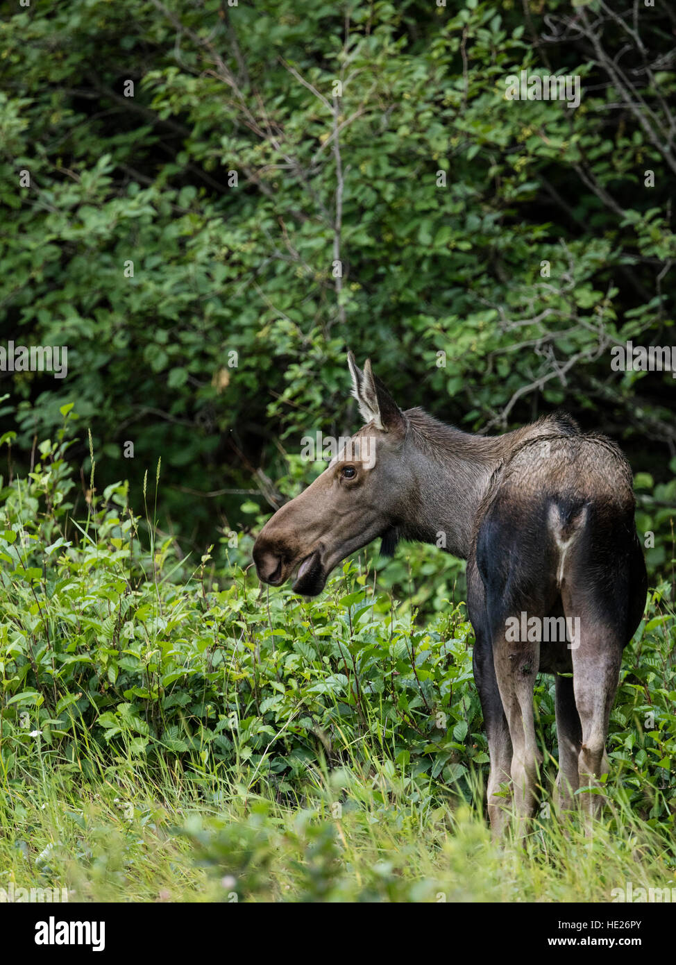 Female Moose browsing; female moose about to charge photographer Stock ...