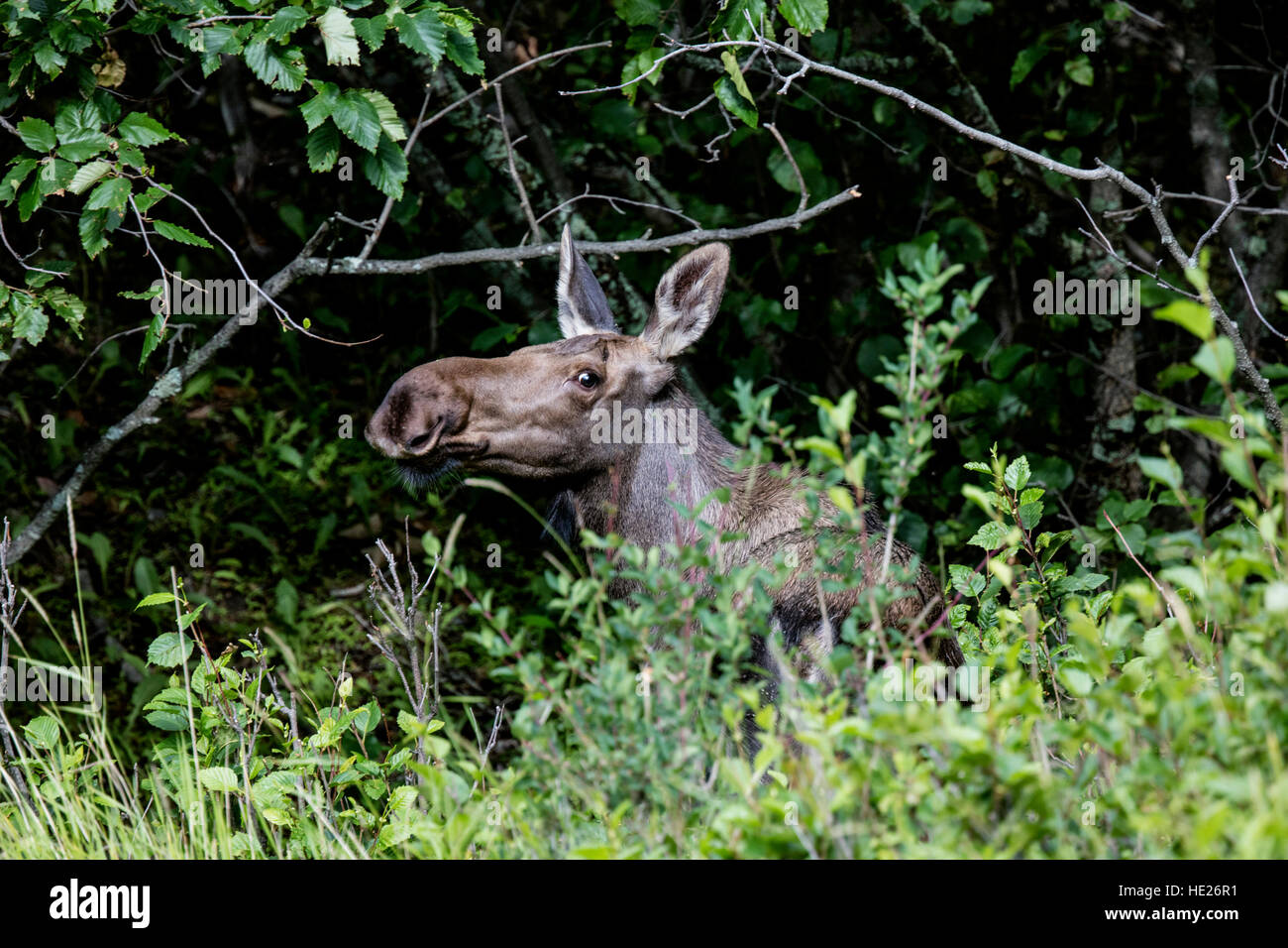 Female Moose browsing; female moose about to charge photographer Stock ...
