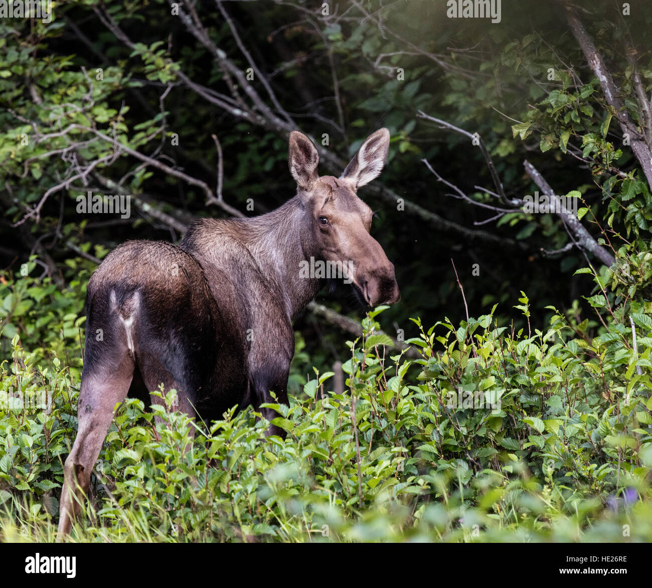 Female Moose browsing; female moose about to charge photographer Stock ...