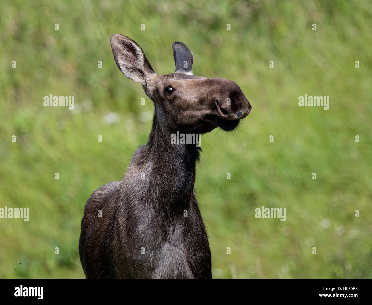 Female Moose browsing; female moose about to charge photographer Stock ...
