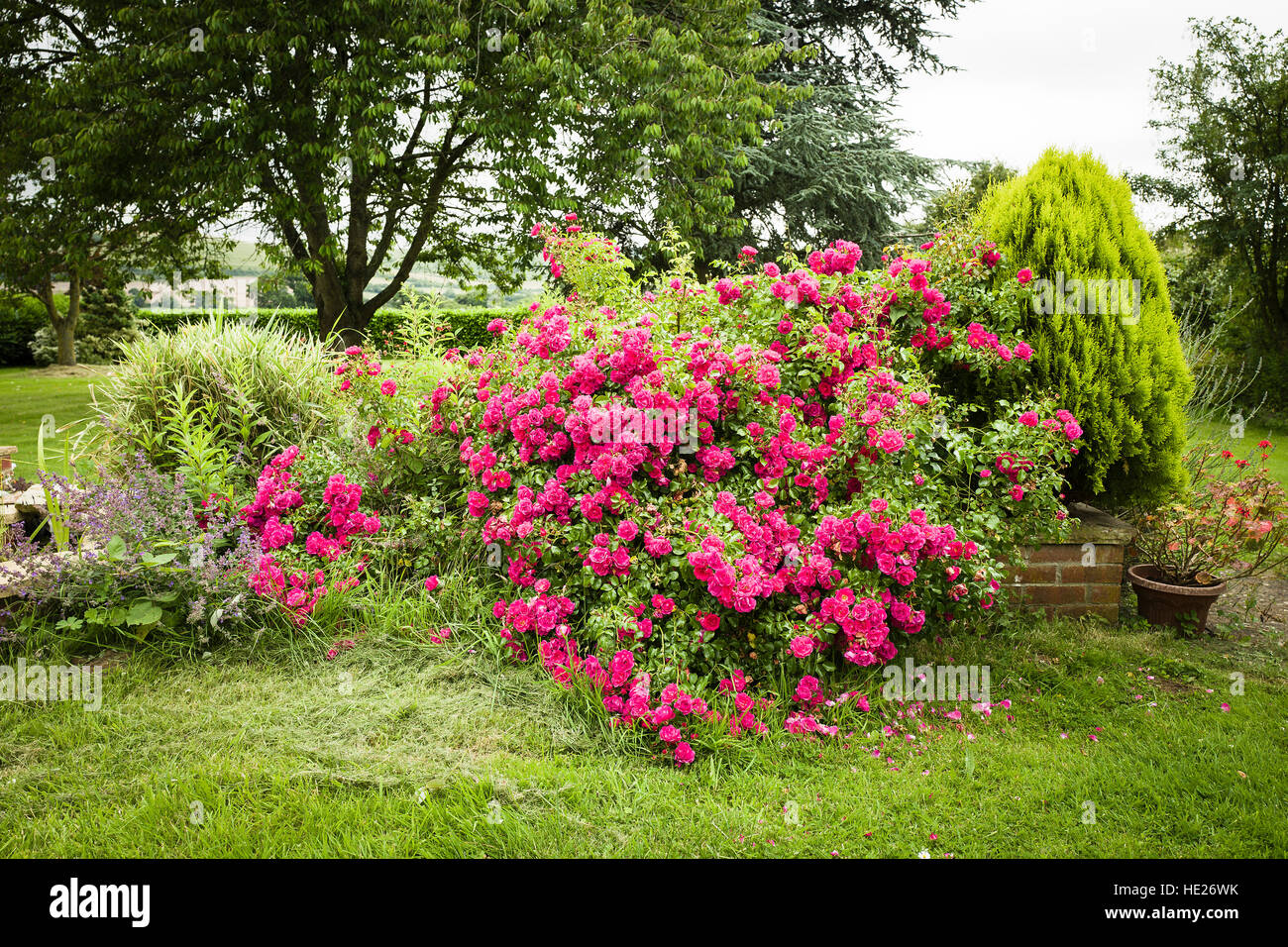Ground cover roses hi-res stock photography and images - Alamy
