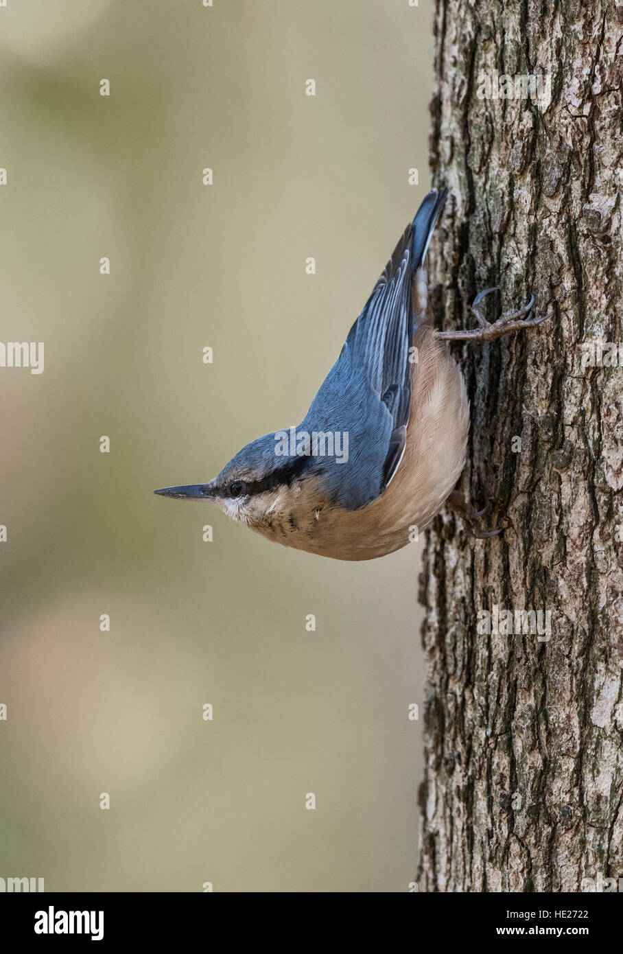 Nuthatch traveling down a tree trunk demonstrating the pose it is ...