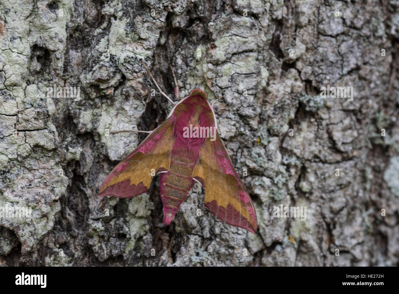 Small Elephant Hawk Moth on a tree in Worcetershire which is a rare ...