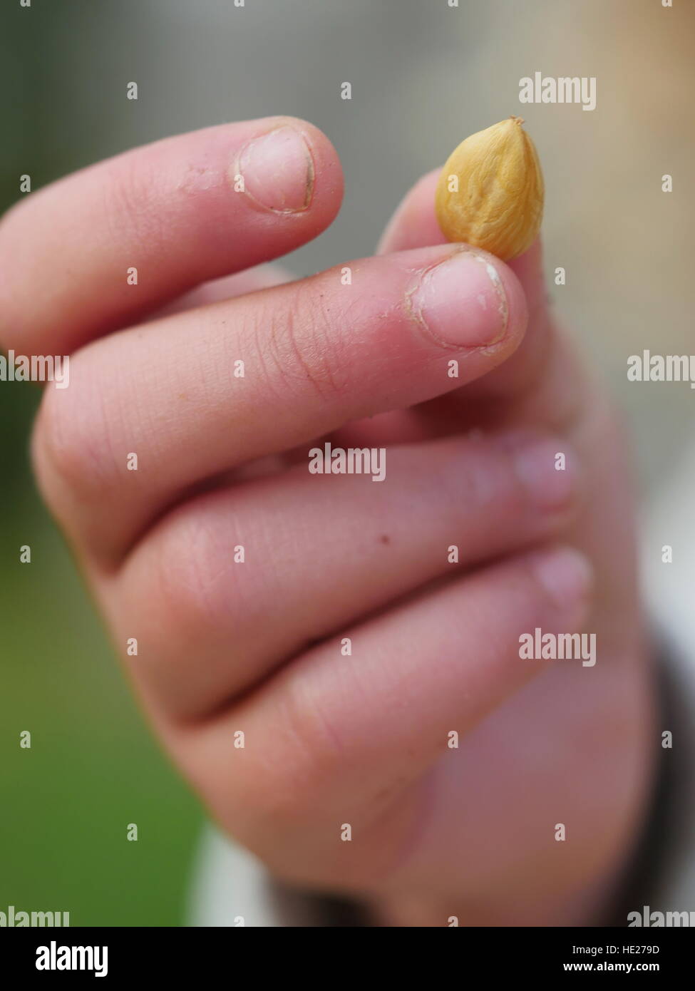 nuts child hand autumn Stock Photo - Alamy