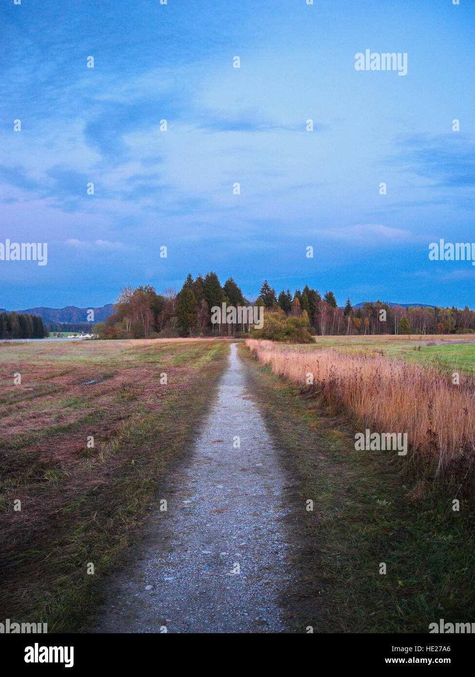 Vertical view forest road hi-res stock photography and images - Alamy