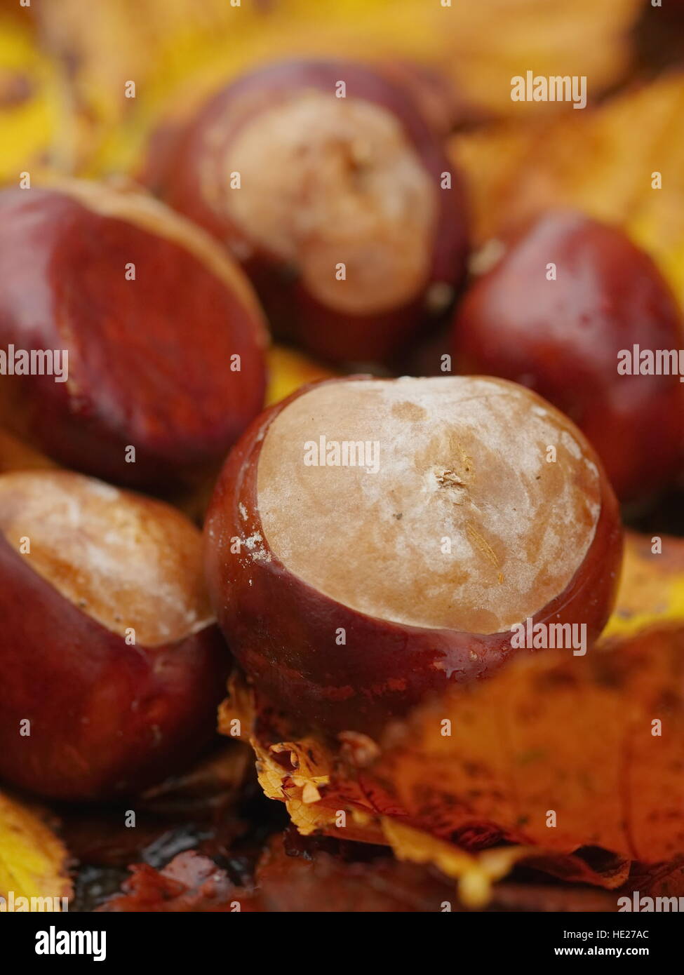 Conker buckeye horse chestnut hi-res stock photography and images - Alamy