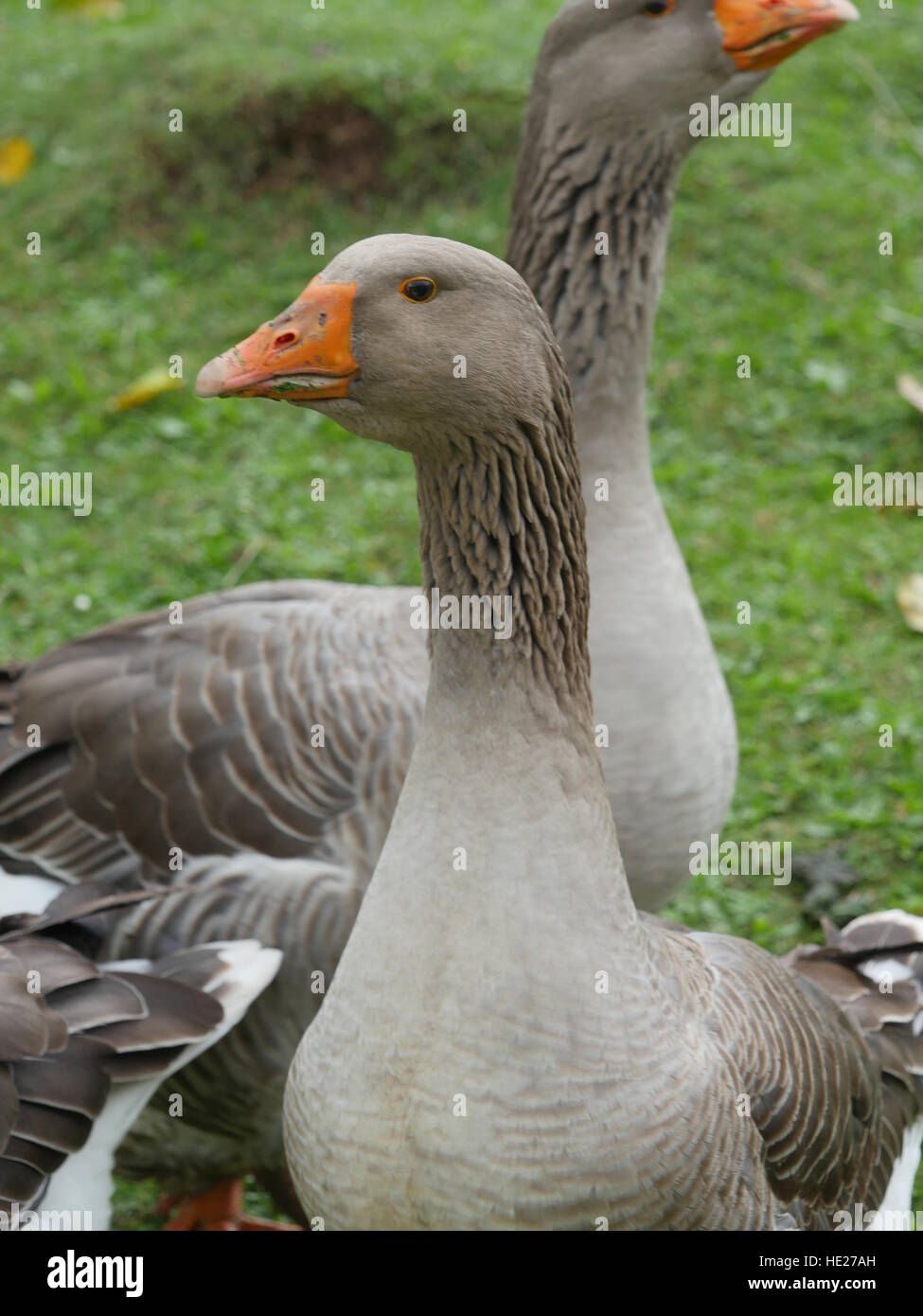 Green grey hi-res stock photography and images - Alamy