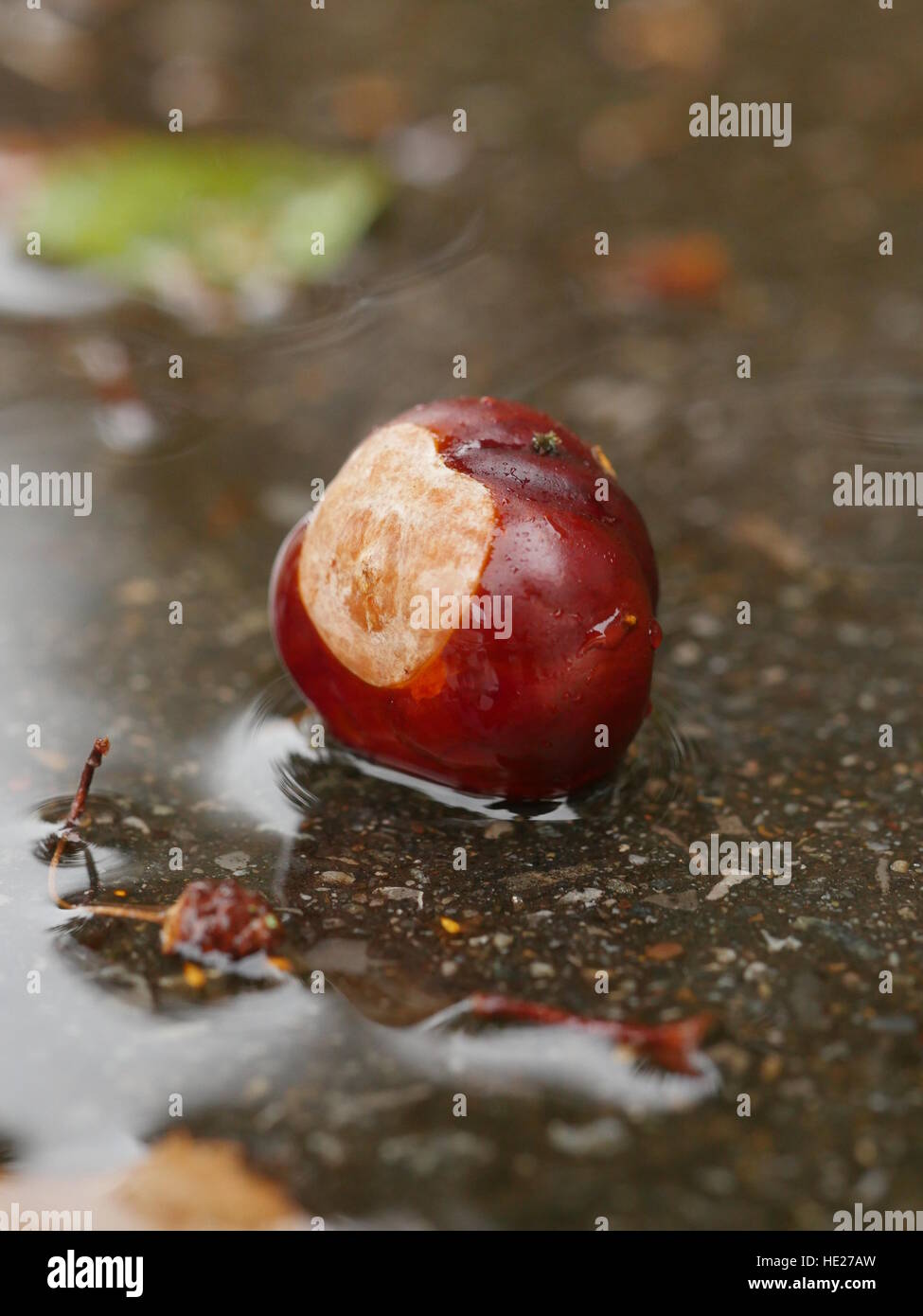 Conker tree fruit hi-res stock photography and images - Alamy