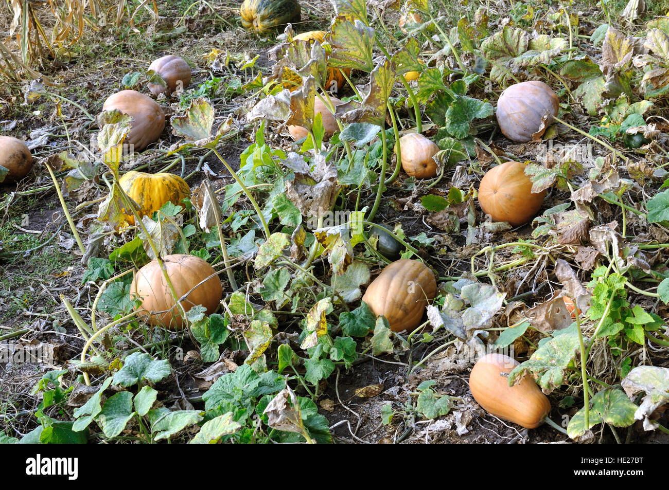 Gourd field hi-res stock photography and images - Alamy