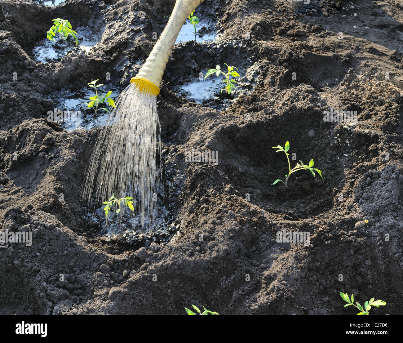 Watering seedling planted soil hi-res stock photography and images - Alamy