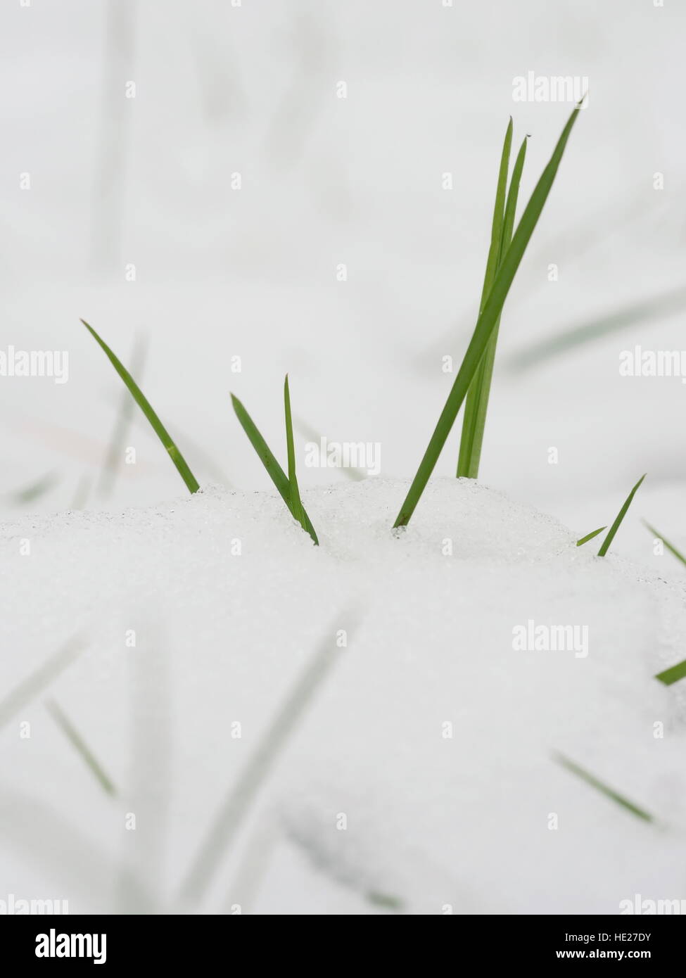 Grass Blade Snow Stock Photo - Alamy