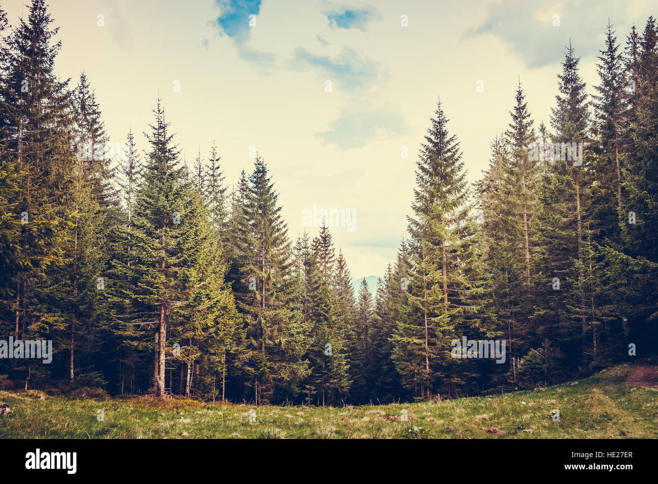 Pine tree forest Stock Photo - Alamy