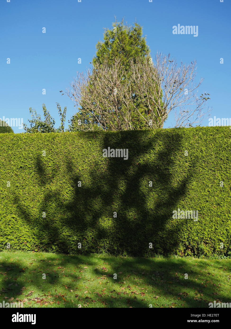 green hedge with tree shadow Stock Photo - Alamy