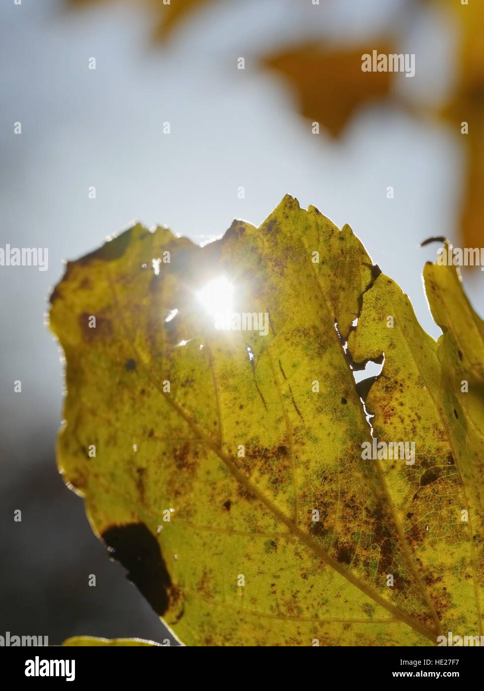 autumn leaf close-up Stock Photo - Alamy