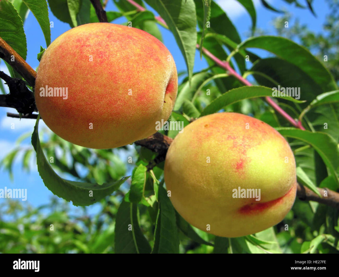 Green peach branch hi-res stock photography and images - Alamy