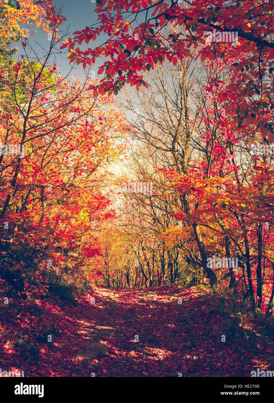 Majestic colorful forest Stock Photo - Alamy