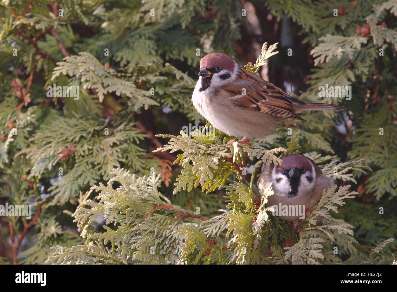 Thuja sp hi-res stock photography and images - Alamy