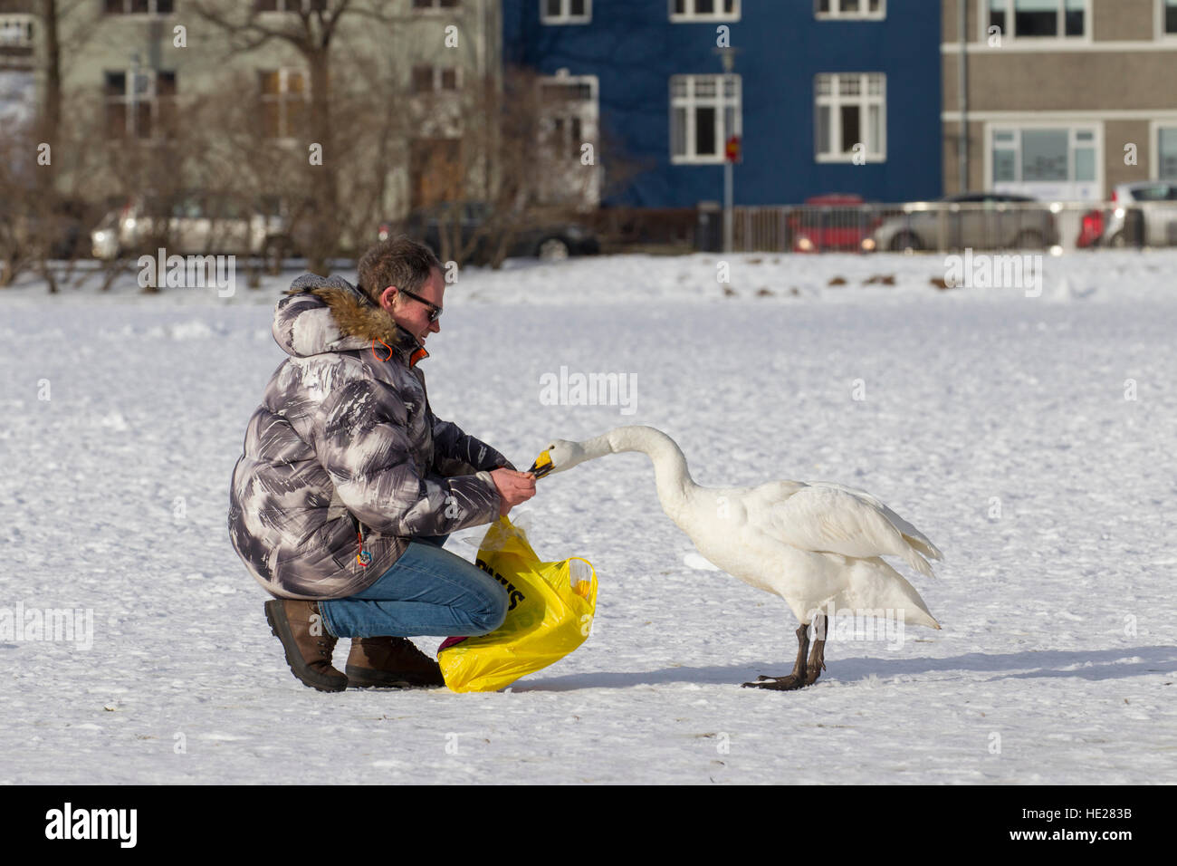 Man feeding whooper swan (Cygnus cygnus) by hand on frozen lake in city ...